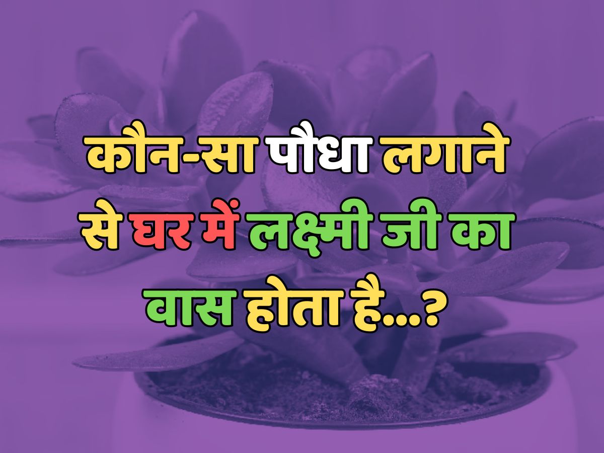 Trending Quiz : कौन-सा पौधा लगाने से घर में लक्ष्मी जी का वास होता है ... Trending Quiz : कौन-सा पौधा लगाने से घर में लक्ष्मी जी का वास होता है ...