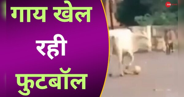 cow playing football video gone viral on social media | इंसान छोड़ो अब ...