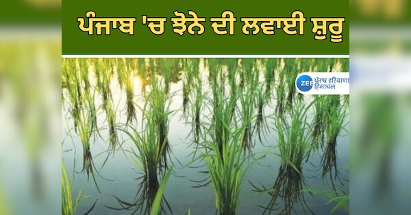 Punjab Paddy: Good news for farmers! Paddy planting has started in 6 ...