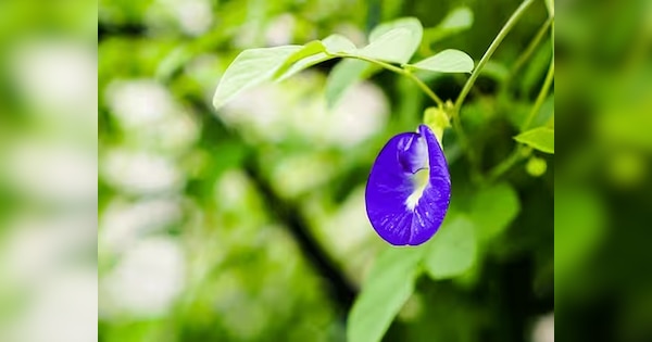 Neele Phool ke Upay: चुप‍के से कर लें फूलों का ये उपाय, छू भी नहीं ...