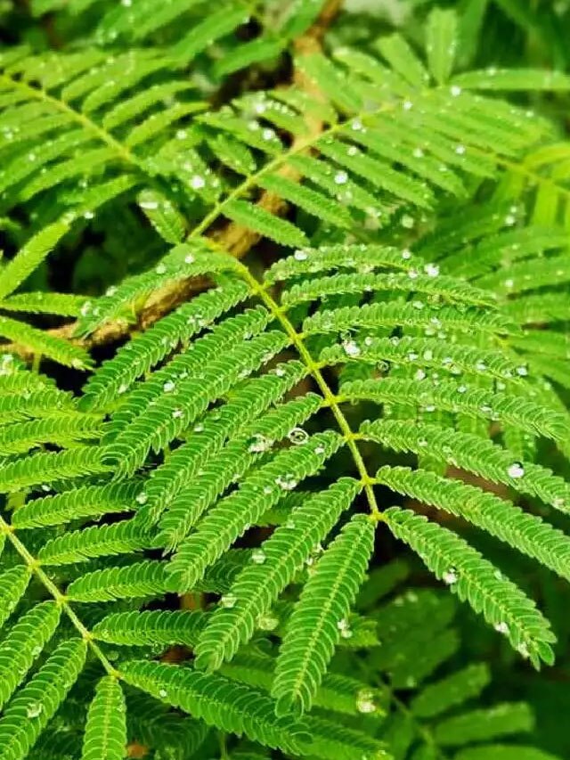 Do not break Shami leaves on this day Shanidev will get angry | इस दिन ...