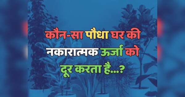 Trending Quiz कौन सा पौधा घर की नकारात्मक ऊर्जा को दूर करता है