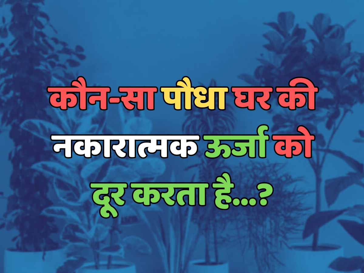 Trending Quiz कौन सा पौधा घर की नकारात्मक ऊर्जा को दूर करता है