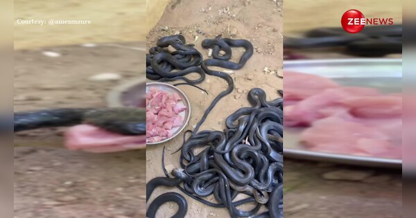 Snakes eating meat in group video gone viral on social media | क्या कभी ...