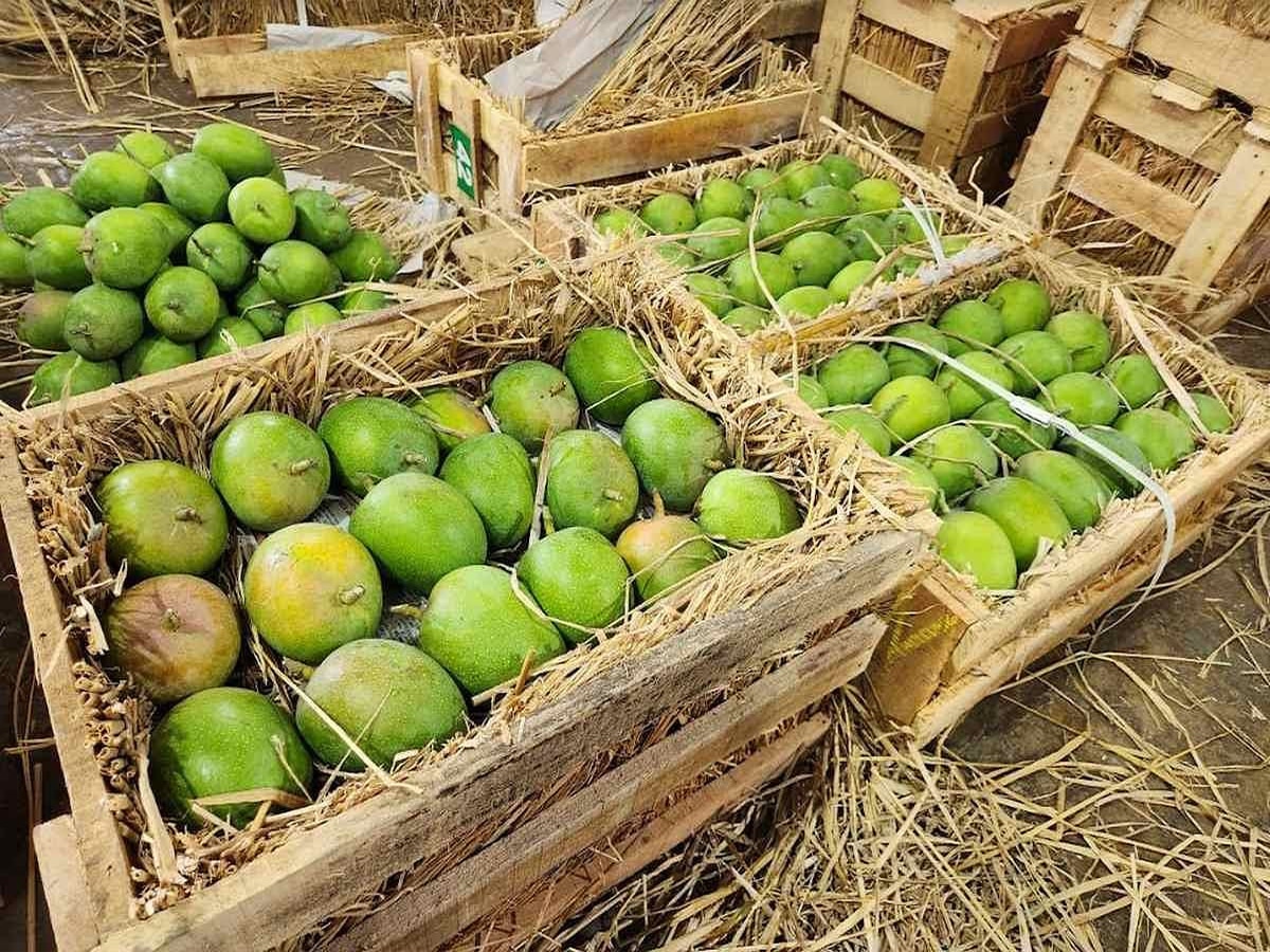 Mango Festival: आम के शौकीन हैं तो पहुंच जाइए भोपाल, मैंगो फेस्टिवल में ...