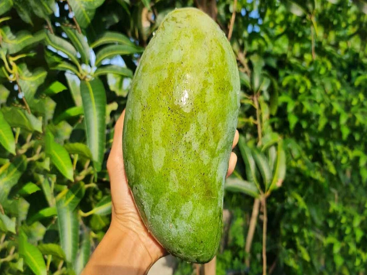 Mango Festival: आम के शौकीन हैं तो पहुंच जाइए भोपाल, मैंगो फेस्टिवल में ...