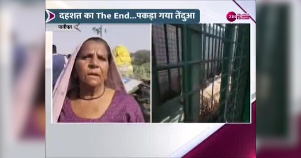 haryana leopard resued water pipeline in Panipat watch video | Tendua ...