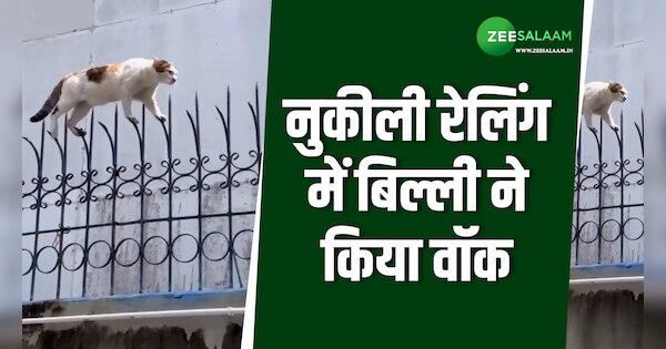 viral video of cat walked on the sharp railing
