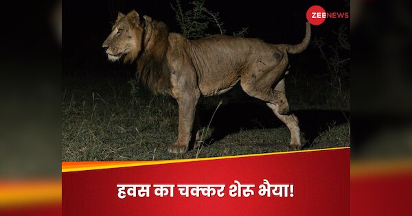 Three Legged Lion Swims River Looking For Sex Creates World Record ...