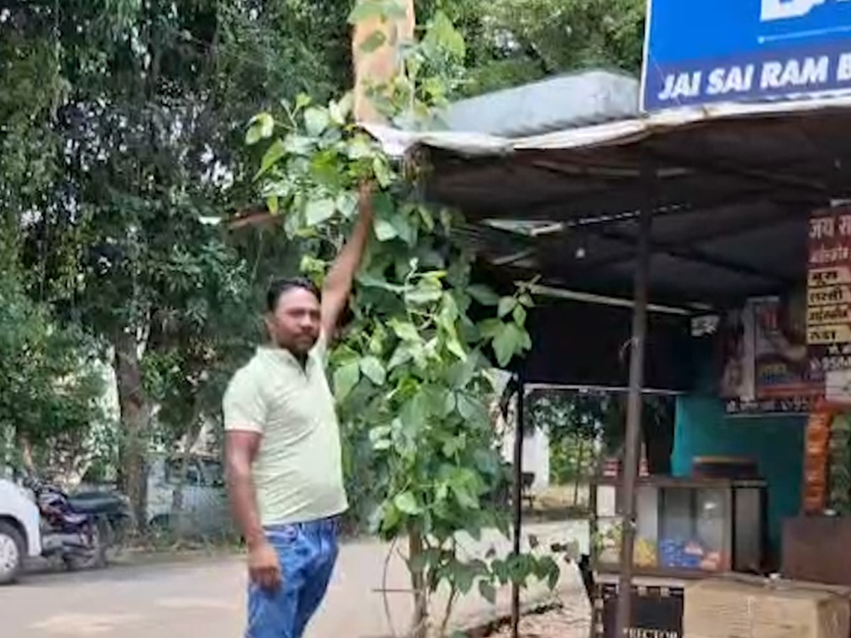 Unique Soybean Plant See pictures of 15 feet tall soybean plant in ...