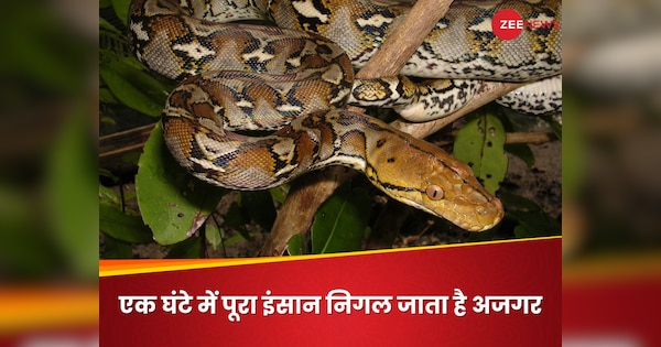 Reticulated pythons can kill a human in minutes 5 Facts | जालीदार अजगर ...