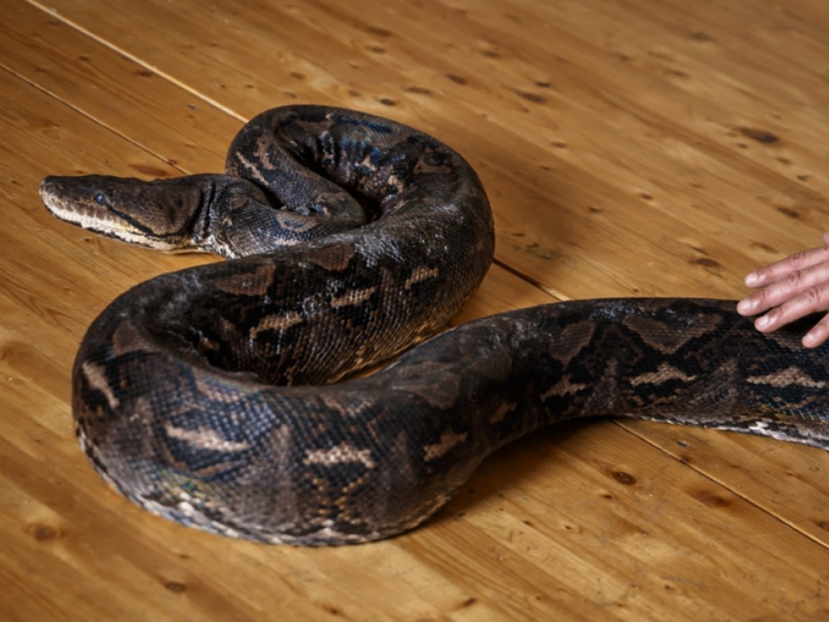 Reticulated Pythons Can Kill A Human In Minutes 5 Facts जालीदार अजगर