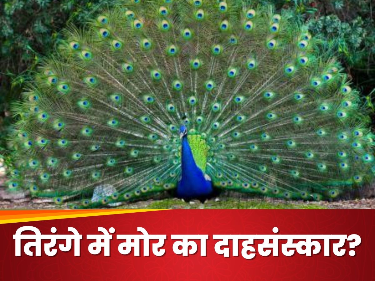 What is protocol for peacock death in india 24 peacocks dead in ...