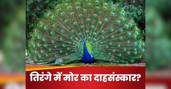 What is protocol for peacock death in india 24 peacocks dead in ...