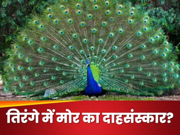 What is protocol for peacock death in india 24 peacocks dead in ...