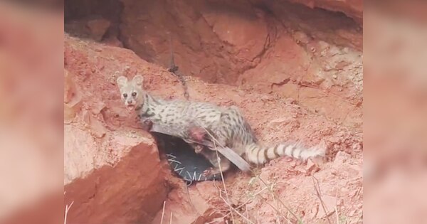 Jhunjhunu Panther News Wild animal came to mine of Pacheri Kalan hill ...