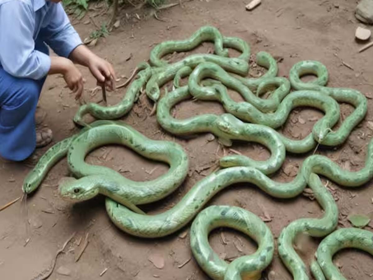 [Snake Farming Photos Why snake farming happen in China know the reason ...
