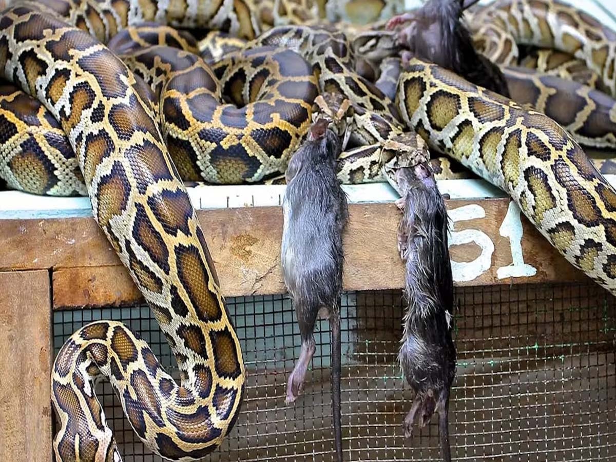[Snake Farming Photos Why snake farming happen in China know the reason ...