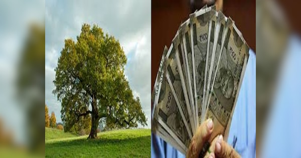 Sarkari Yojana: अगर आपके घर या खेत में हैं पेड़ तो सरकार देगी आपको ...