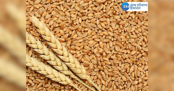 Punjab Ghar-Ghar Ration Scheme Beneficiaries in Punjab to get wheat not ...
