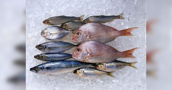 these 6 types of fishes are mostly found in Indian Rivers | भारत की ...