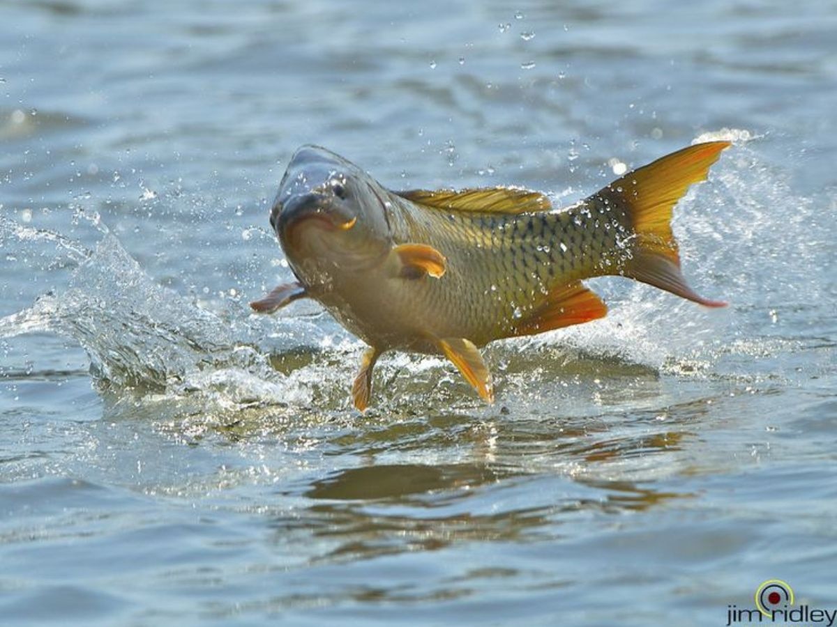 these 6 types of fishes are mostly found in Indian Rivers | भारत की ...
