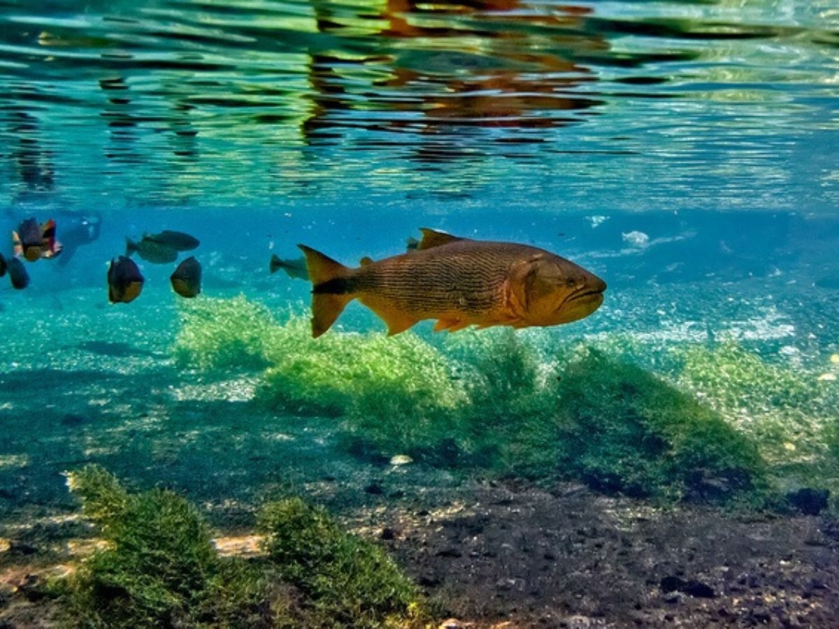 these 6 types of fishes are mostly found in Indian Rivers | भारत की ...