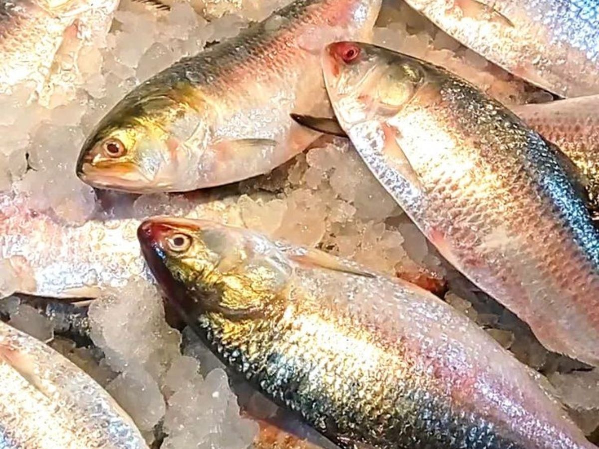 these 6 types of fishes are mostly found in Indian Rivers | भारत की ...