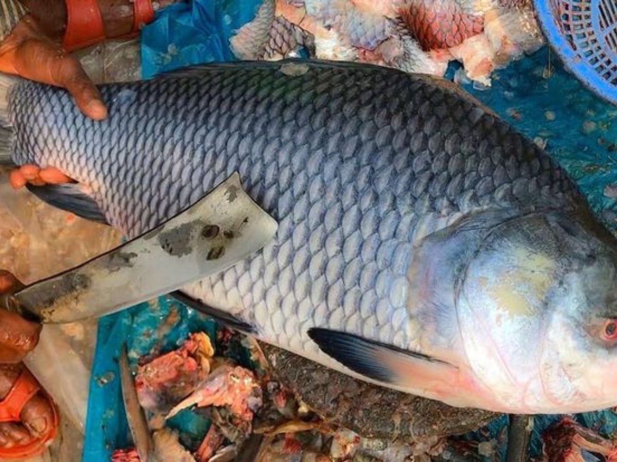 these 6 types of fishes are mostly found in Indian Rivers | भारत की ...
