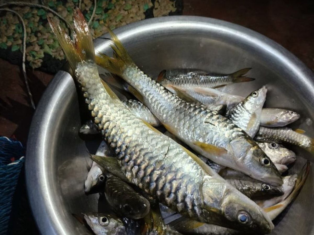 these 6 types of fishes are mostly found in Indian Rivers | भारत की ...