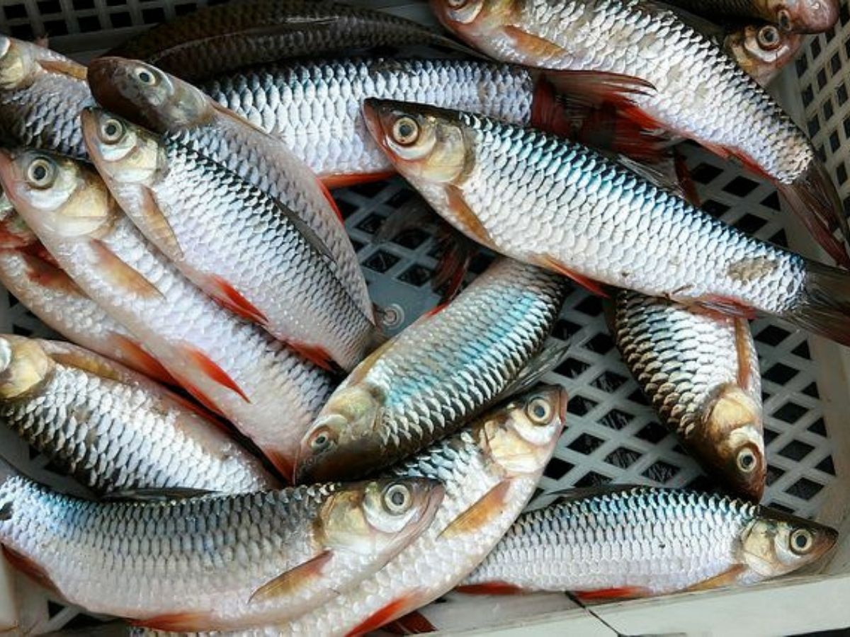these 6 types of fishes are mostly found in Indian Rivers | भारत की ...