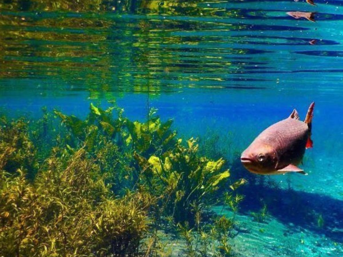 these 6 types of fishes are mostly found in Indian Rivers | भारत की ...