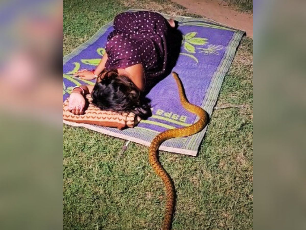 King Cobra Video poisonous snake entered bed of sleeping woman | King ...