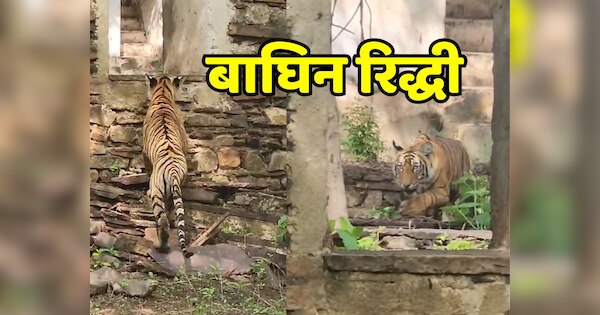 Animal video Tigress Riddhi was seen strolling in the forest with her ...
