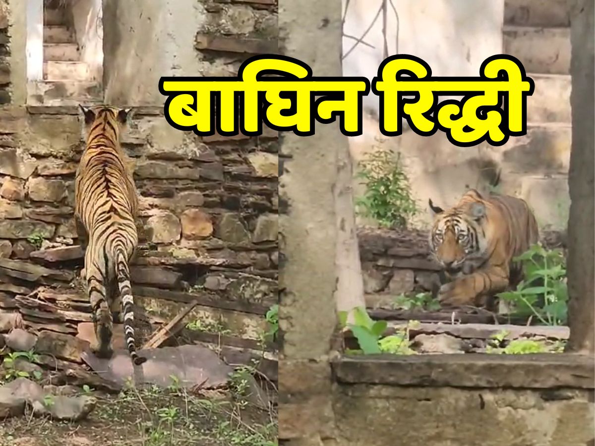 Animal video Tigress Riddhi was seen strolling in the forest with her ...