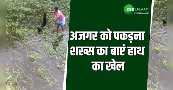 viral video of man catches python swimming in water