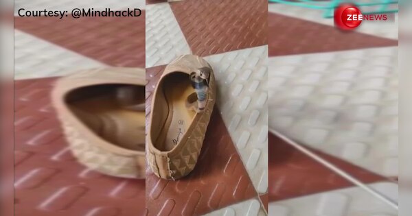 snake was hiding inside shoe of women this scary video will give you ...