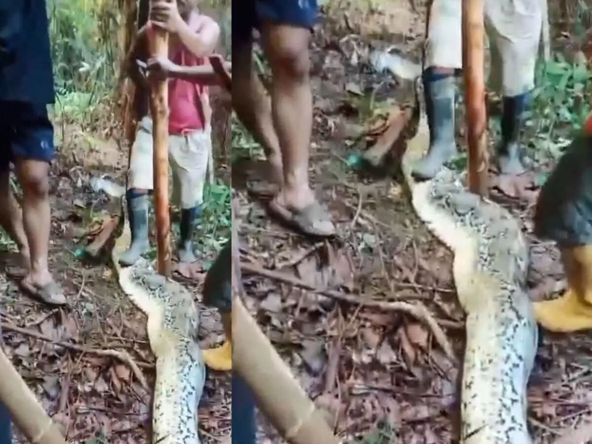 Indonesia: husband found his wife leg in 30 feet long python mouth ...