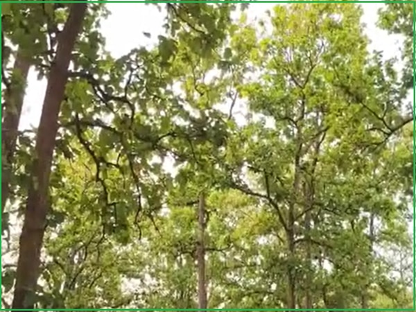 state tree of Jharkhand is Sakhua what is its utility | झारखंड का ...
