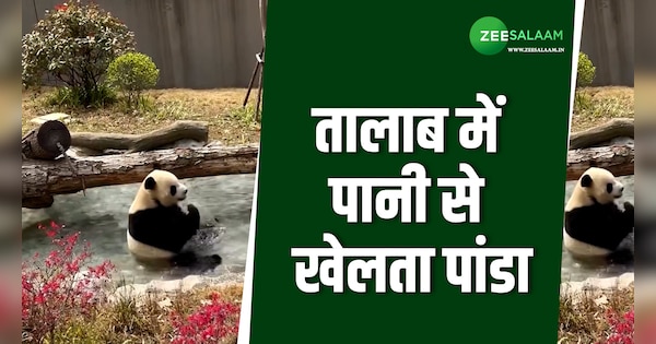 viral video of panda playing with water in the pond