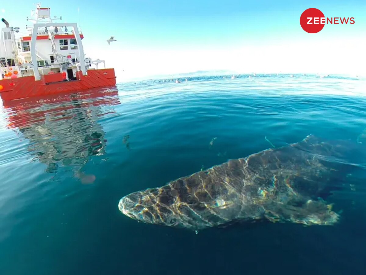 500 year old mysterious shark Scientist shocking revelations | ये है ...