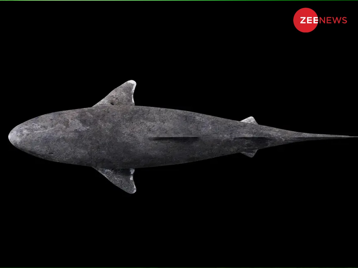 500 year old mysterious shark Scientist shocking revelations | ये है ...