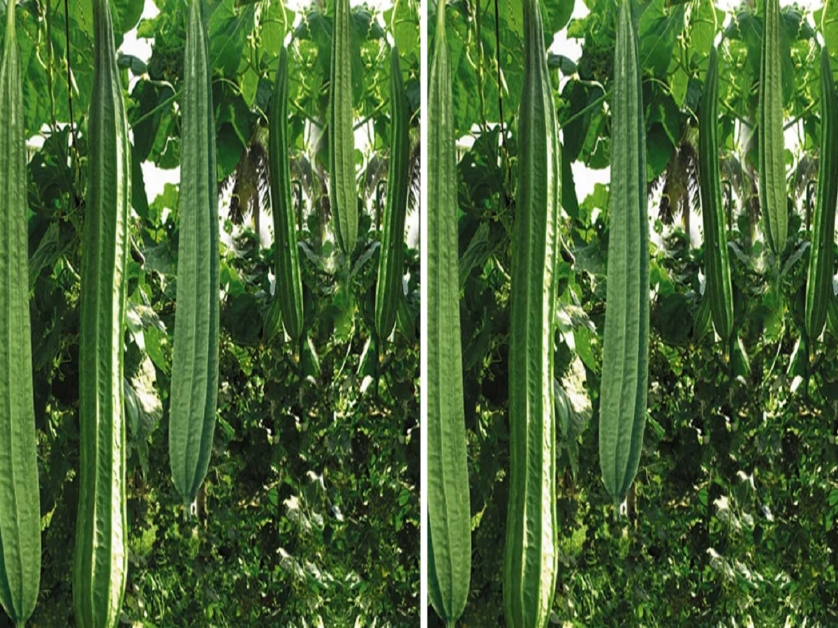 Why do women eat Satputia vegetable the next day of Jiutiya fast know ...