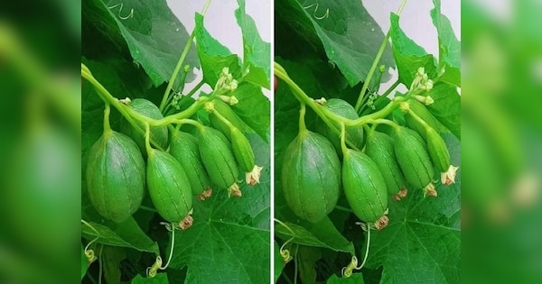 Why do women eat Satputia vegetable the next day of Jiutiya fast know ...