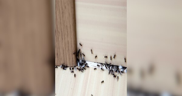 know these amazing home remedies tricks while mopping to get rid of ...