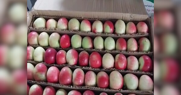 Ban on use of telescopic carton for apples in Himachal only universal ...