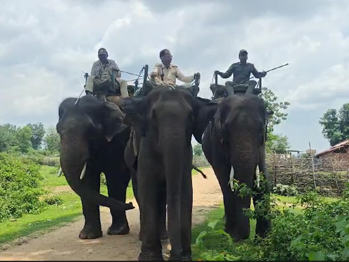 Female elephant Poonam gave birth to a baby elephant in Bandhavgarh ...