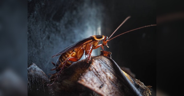 Seeing Cockroach in dream is auspicious or inauspicious know what swapana shastra said | Dream ...