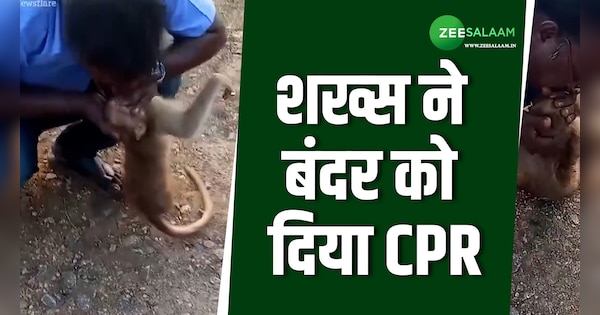 monkey regained consciousness by giving CPR | Video: बंदर पर भी दिखा ...