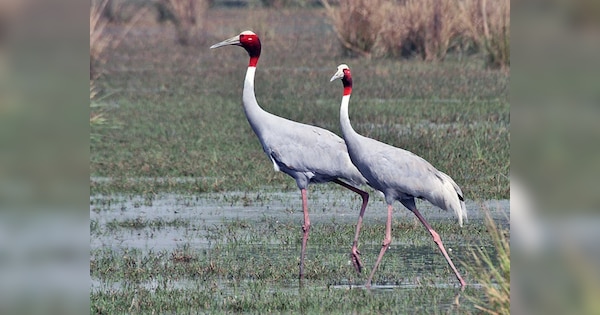 increasing rate of state bird stork in Uttar Pradesh Record in etawah ...